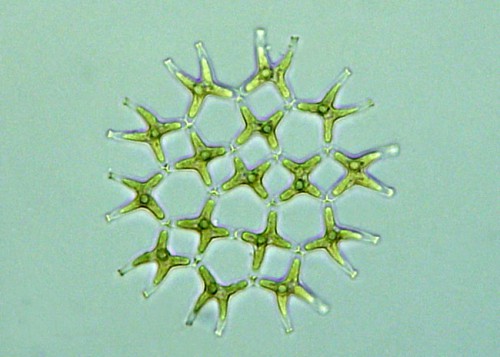 Pediastrum (Hydrodictyaceae) » Manaaki Whenua