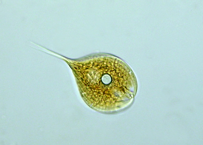 Phacus (Euglenidae) » Manaaki Whenua