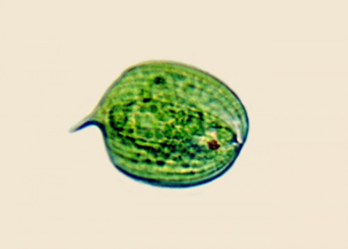 Phacus (Euglenidae) » Manaaki Whenua