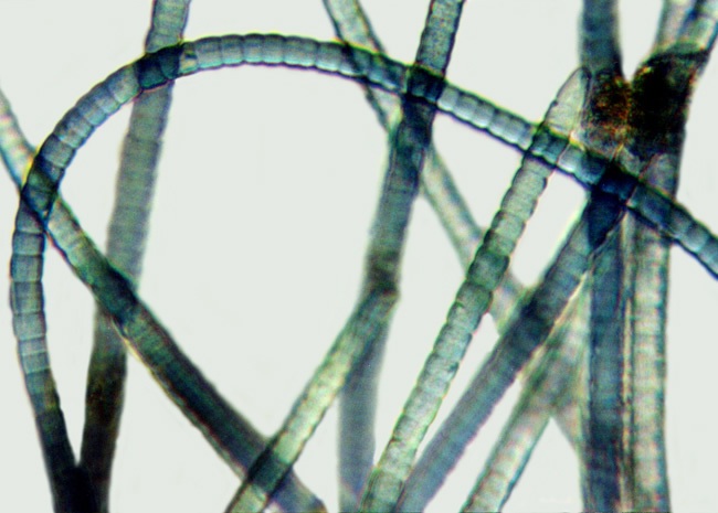 Phormidium (Phormidiaceae) » Manaaki Whenua