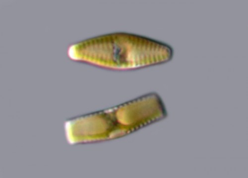 Planothidium (Achnanthidiaceae) » Manaaki Whenua