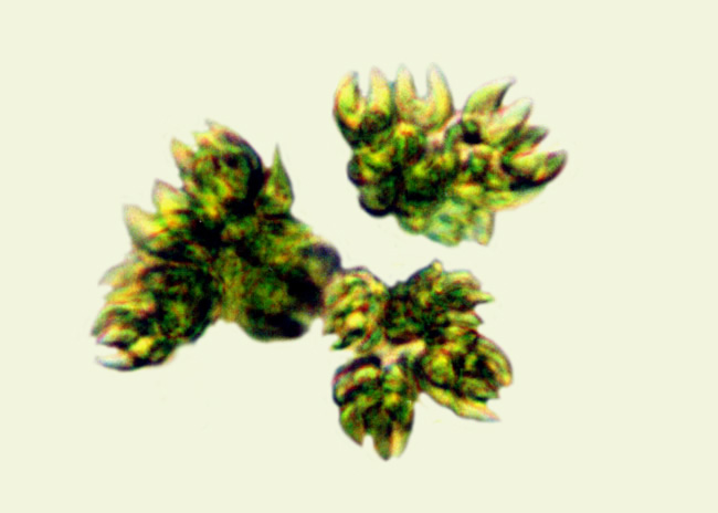 Selenastrum (Oocystaceae) » Manaaki Whenua