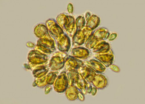 Synura (Synuraceae) » Manaaki Whenua