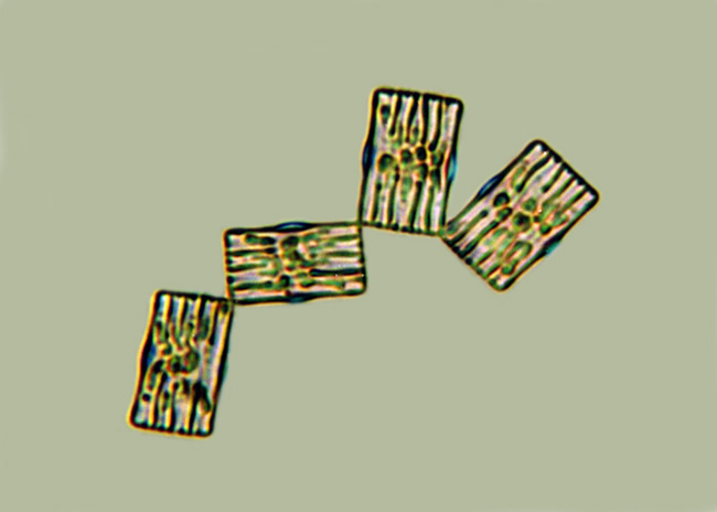 Tabellaria flocculosa (Tabellariaceae) » Manaaki Whenua