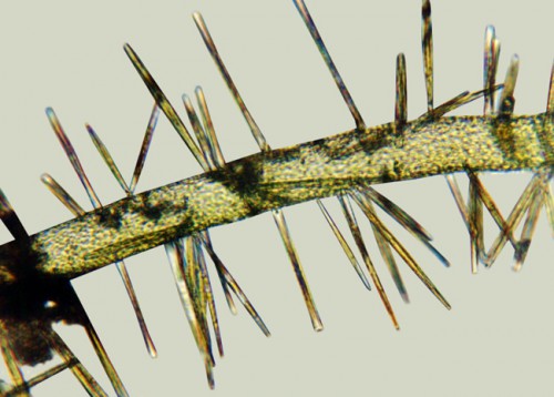 Ulnaria (Fragilariaceae) » Manaaki Whenua