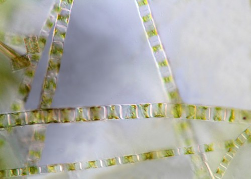 Ulothrix zonata (Ulotrichaceae) » Manaaki Whenua