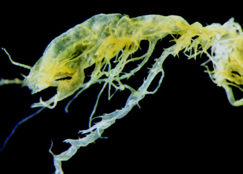 Ulva (ex Enteromorpha) (Ulvaceae) » Manaaki Whenua