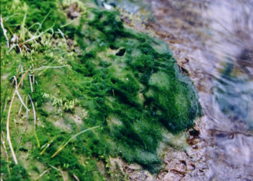 Vaucheria (Vaucheriaceae) » Manaaki Whenua