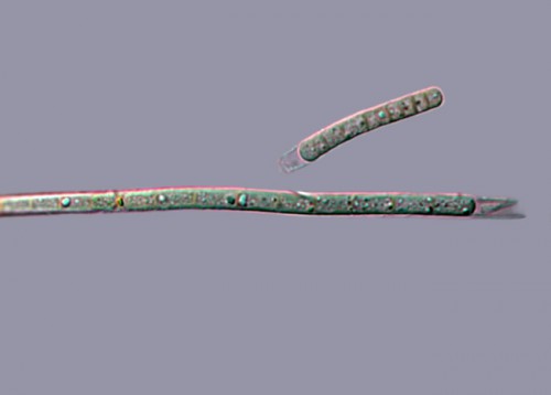 Wilmottia (Phormidiaceae) » Manaaki Whenua