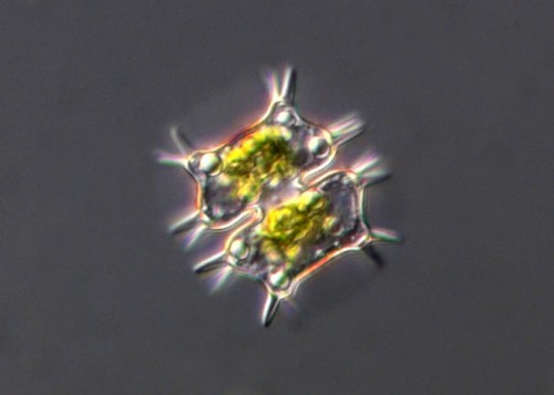 Xanthidium (Desmidiaceae) » Manaaki Whenua