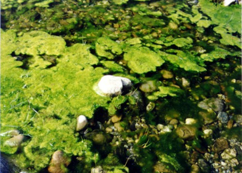 Zygnema (Zygnemataceae) » Manaaki Whenua