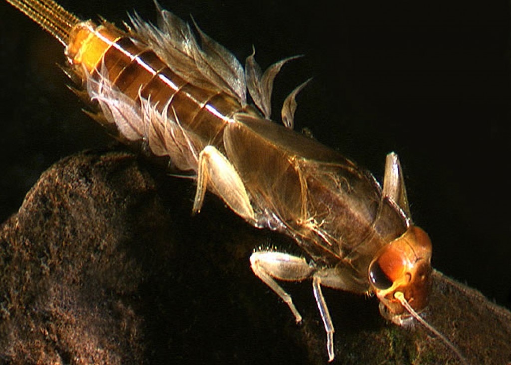 Orange mayfly (Acanthophlebia) » Manaaki Whenua