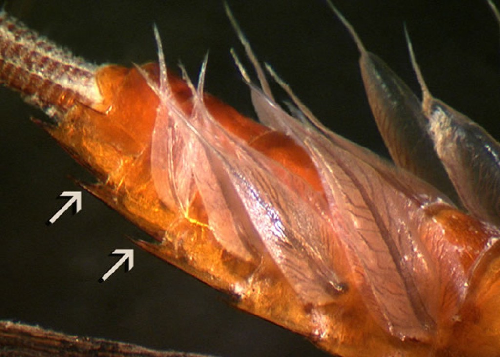 Orange mayfly (Acanthophlebia) » Manaaki Whenua