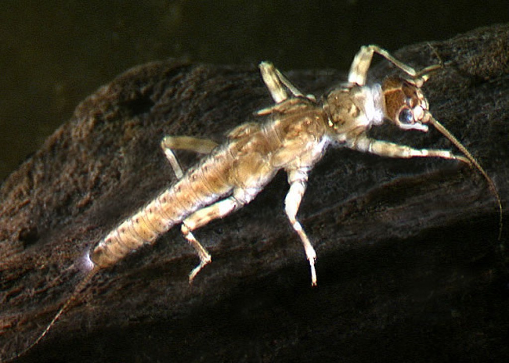 Stonefly (Acroperla) » Manaaki Whenua