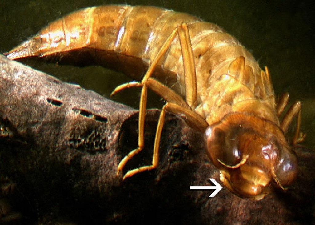 aeshnidae larvae identification