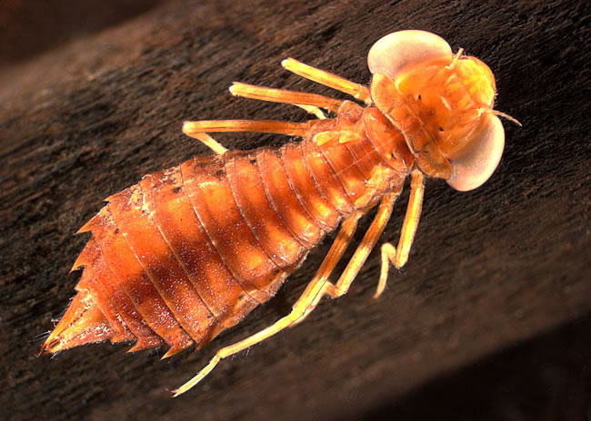 aeshnidae larvae identification