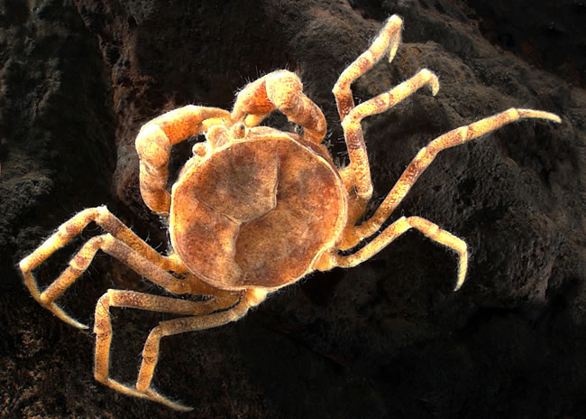 Crabs » Manaaki Whenua