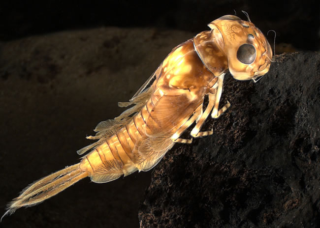 Swimming mayfly (Ameletopsis) » Manaaki Whenua