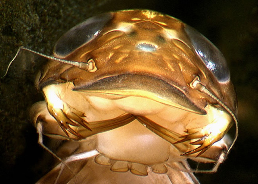 Swimming mayfly (Ameletopsis) » Manaaki Whenua