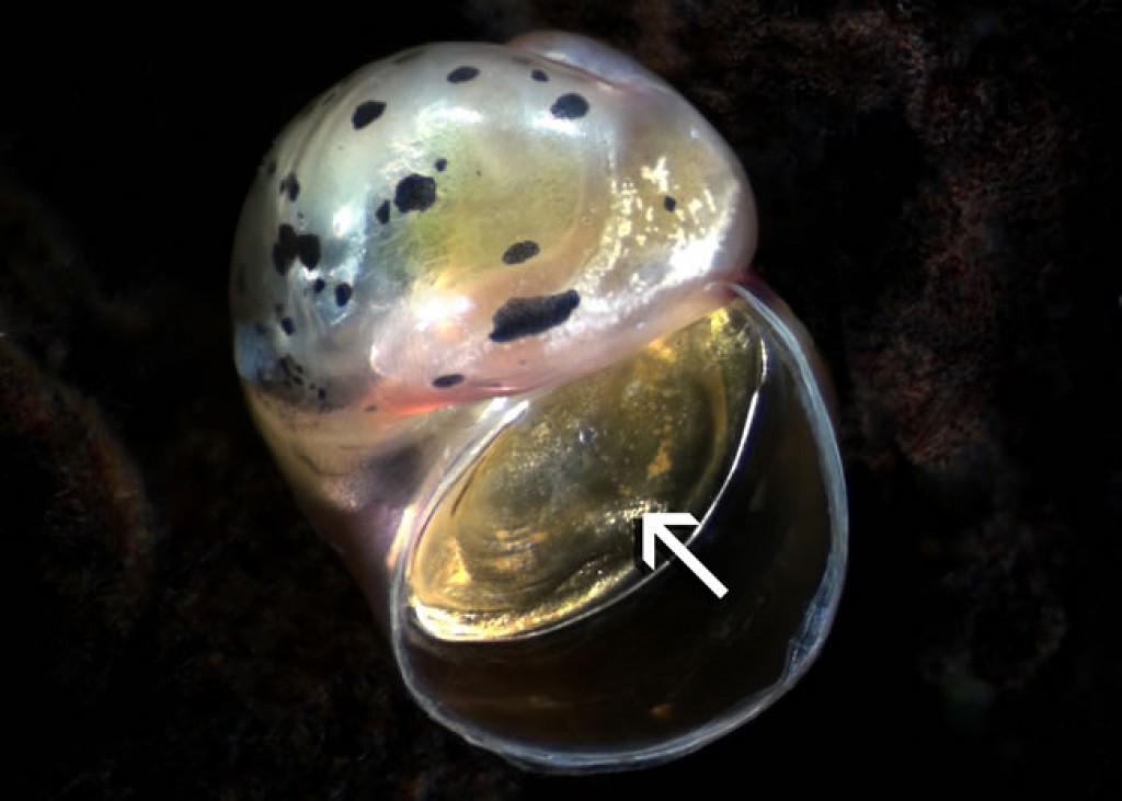 Apple snails (Ampullariidae) » Manaaki Whenua