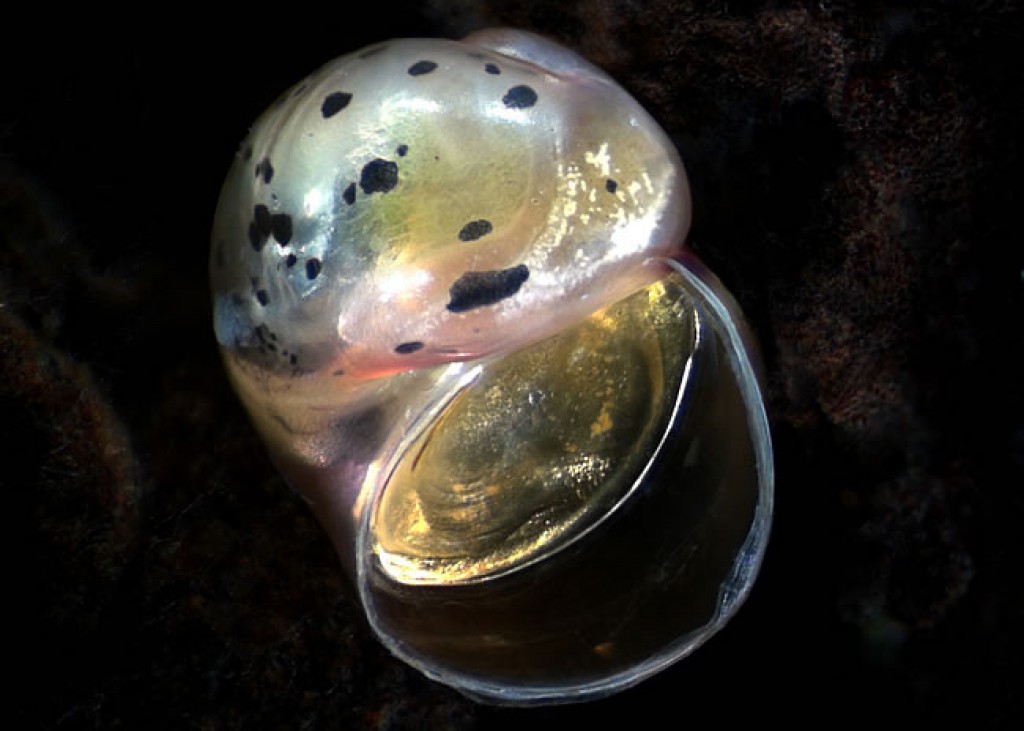 Apple snails (Ampullariidae) » Manaaki Whenua