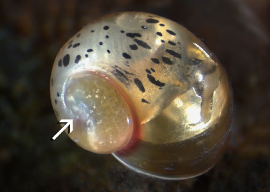 Apple snails (Ampullariidae) » Manaaki Whenua