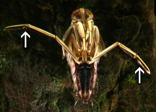 Back swimmer (Anisops) » Manaaki Whenua