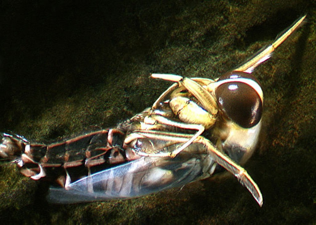 Back swimmer (Anisops) » Manaaki Whenua