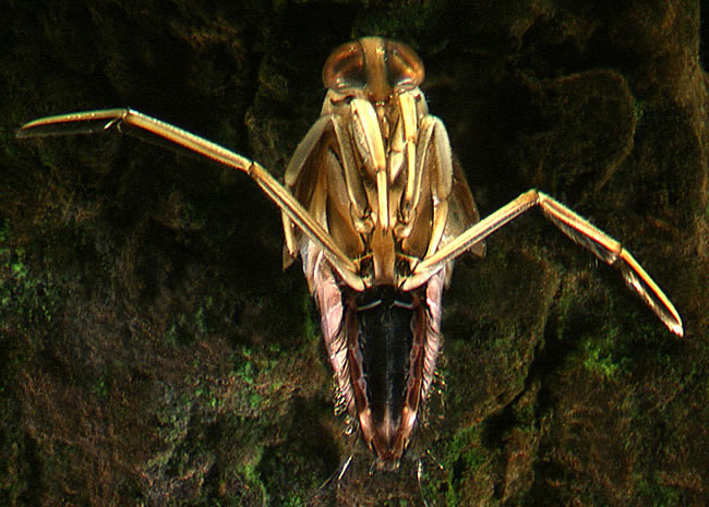 backswimmer bug diet