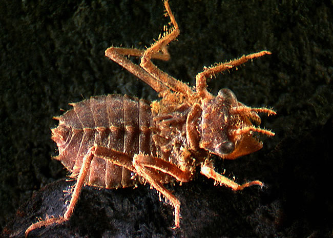 Corduliidae Larvae