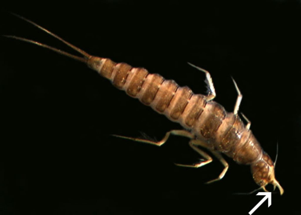 Dytiscidae Larvae