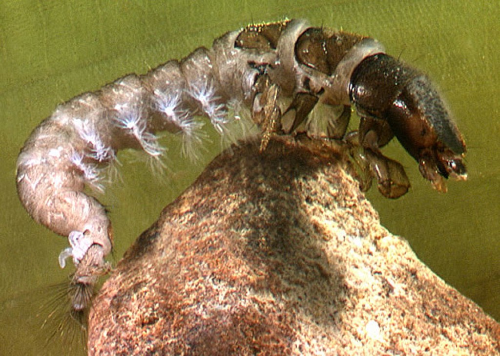 Net-building caddis (Aoteapsyche) » Manaaki Whenua