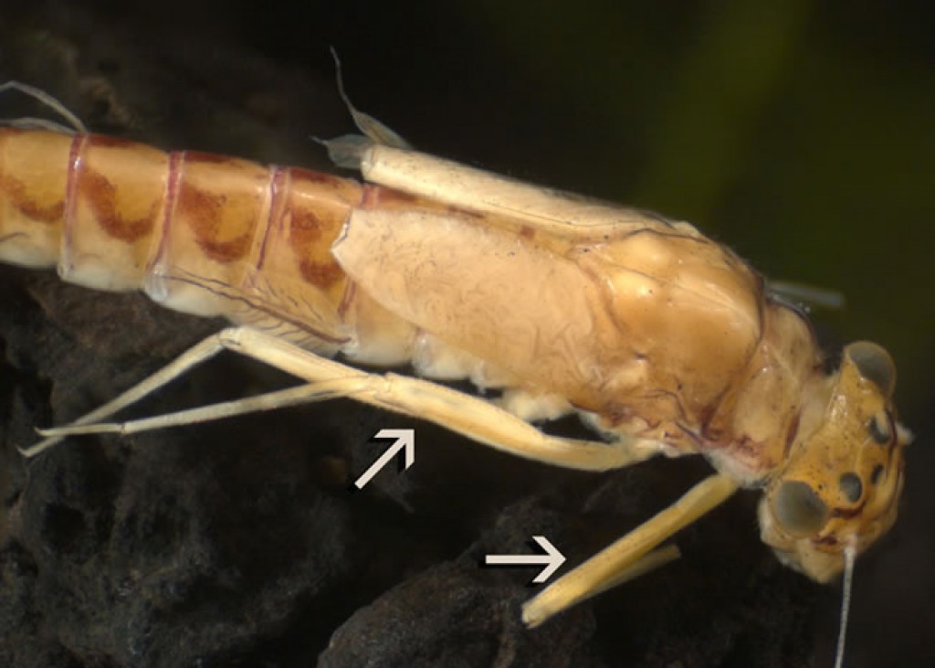 Double gill mayfly (Arachnocolus) » Manaaki Whenua