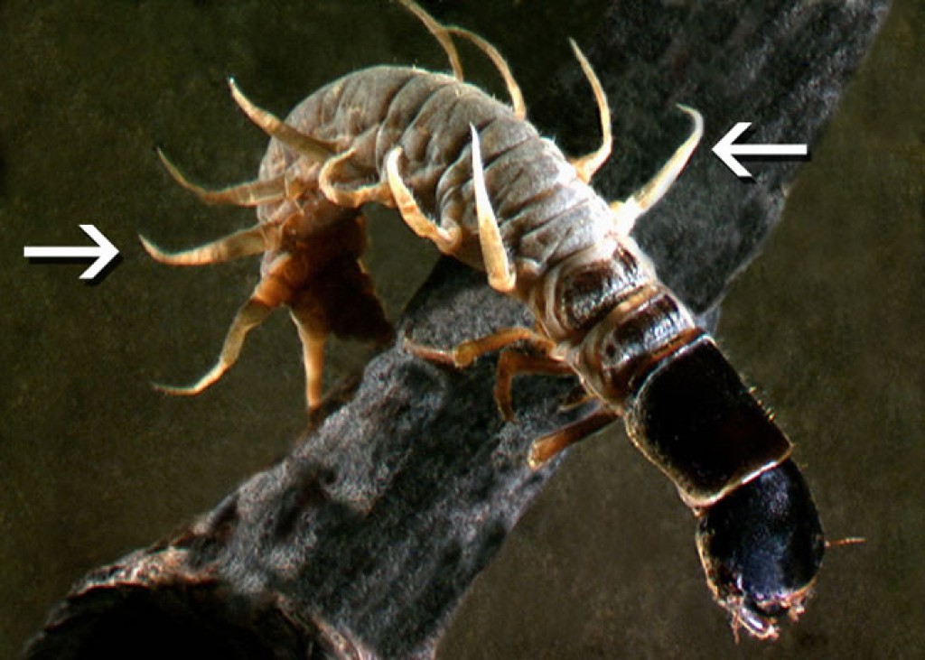 Dobsonfly (toe biter) (Archichauliodes) » Manaaki Whenua