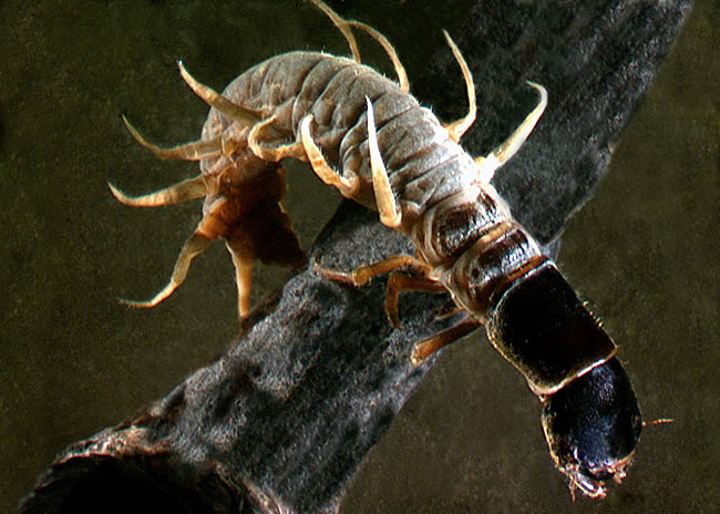 dobsonfly larvae bite