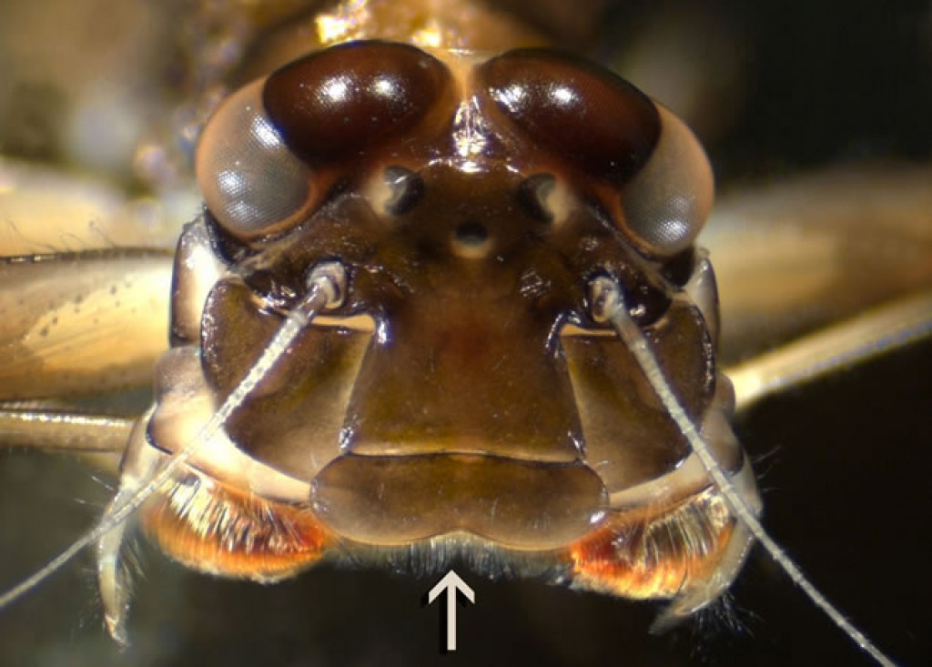 Double gill mayfly (Atalophlebioides) » Manaaki Whenua