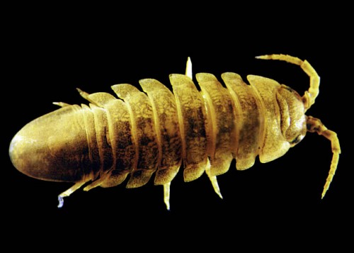 Estuarine isopods (Austridotea) » Manaaki Whenua