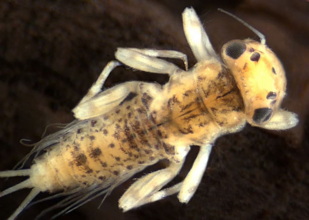 Double gill mayfly (Austronella) » Manaaki Whenua