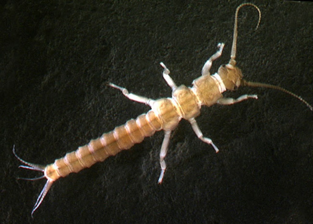 Stonefly (Austroperla) » Manaaki Whenua