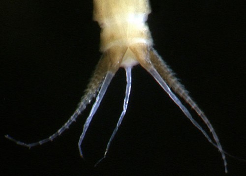 Stonefly (Austroperla) » Manaaki Whenua