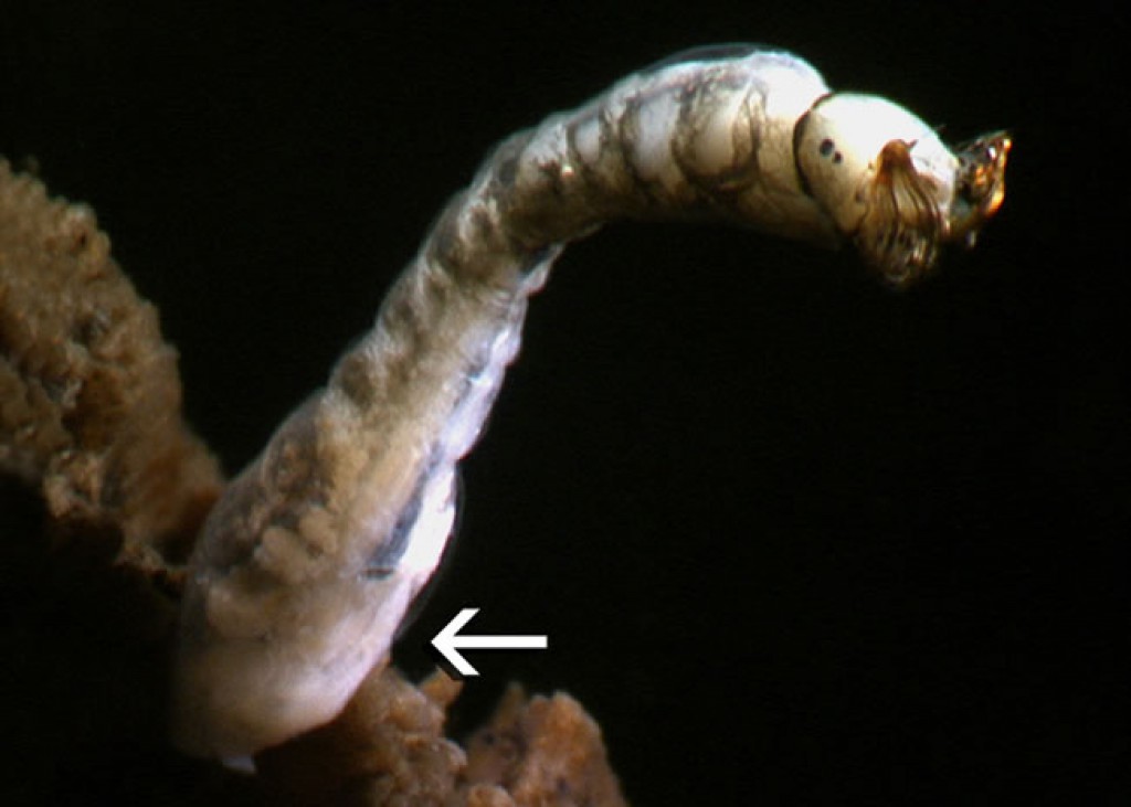 Simuliidae Larvae