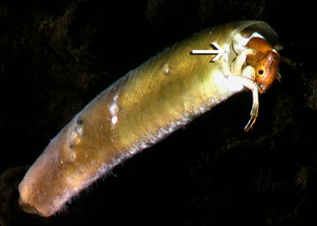 Smooth cased caddis (Beraeoptera) » Manaaki Whenua