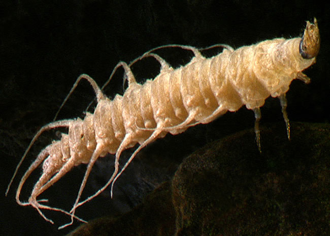 Water scavenger beetle (Berosus) » Manaaki Whenua