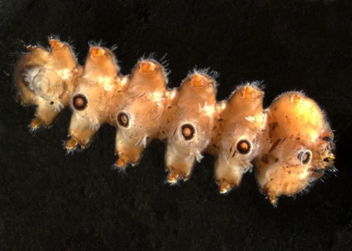 Net wing midge (Blephariceridae) » Manaaki Whenua