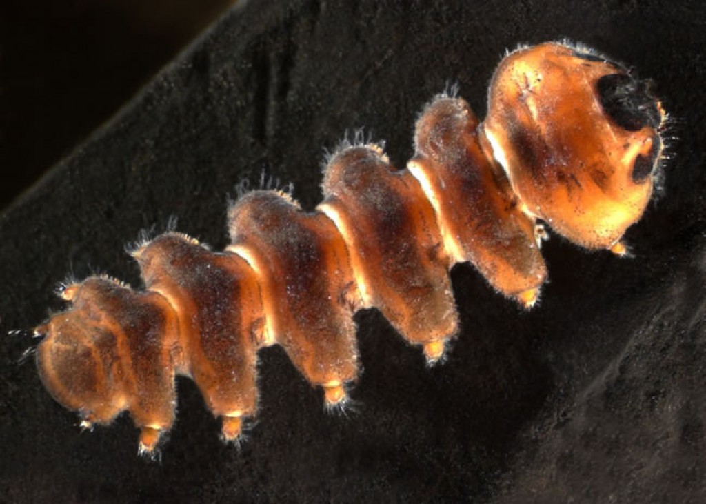 Net wing midge (Blephariceridae) » Manaaki Whenua