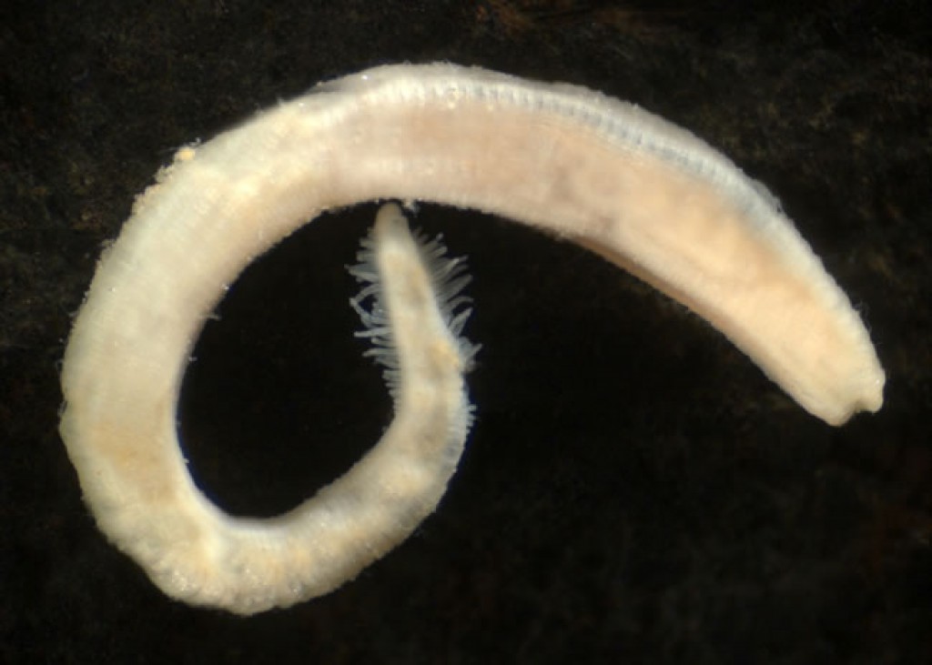 Oligochaete worms (Branchiura) » Manaaki Whenua
