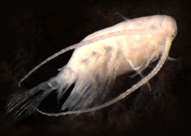 Copepods (Calanoida) » Manaaki Whenua