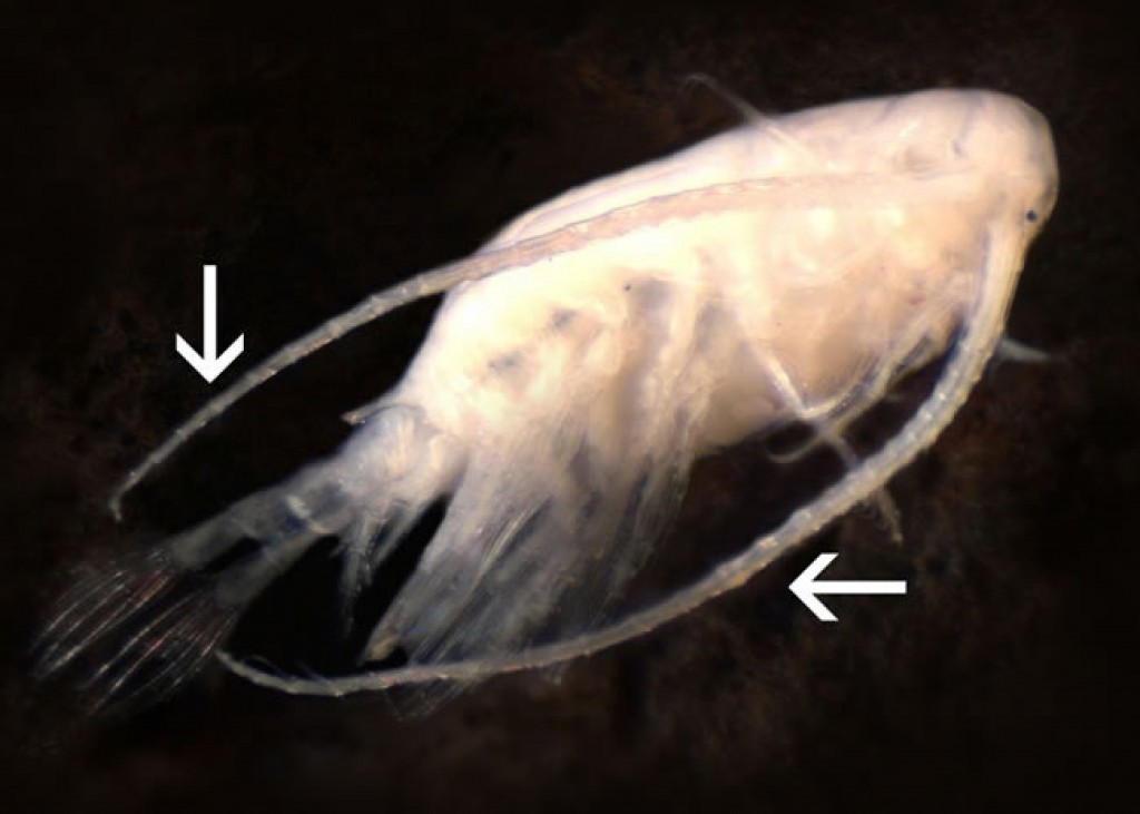 Copepods (Calanoida) » Manaaki Whenua