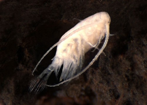 Copepods (Calanoida) » Manaaki Whenua