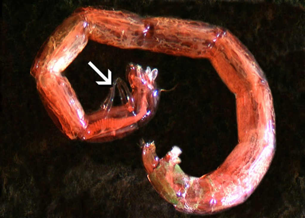 Chironomid midge (Chironomus) » Manaaki Whenua